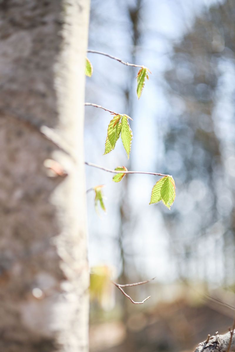 ＊2024/04/10 若葉のころ・・・♡ | GANREF