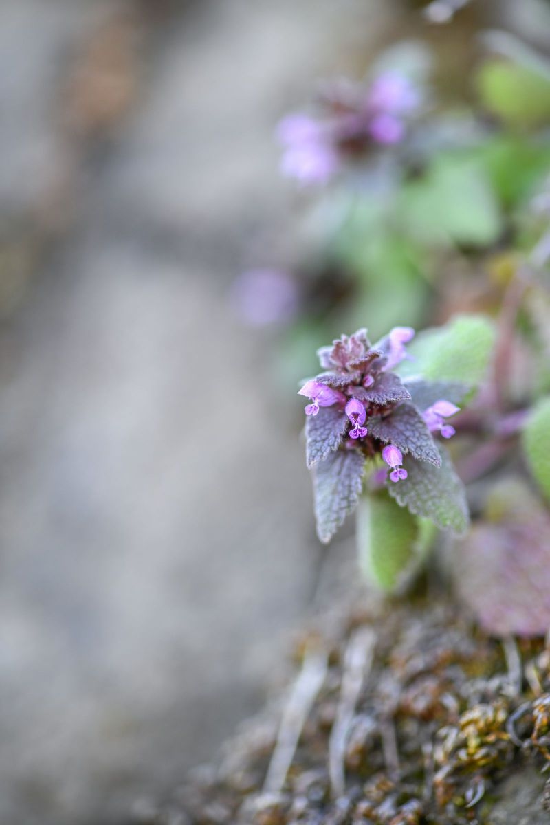 ＊2024/02/28 虚無僧花・・・♡ | GANREF