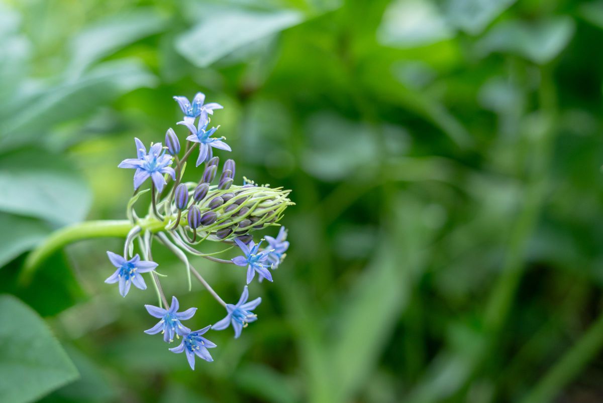 ＊2025/05/23 多感な心・・・♡ | GANREF