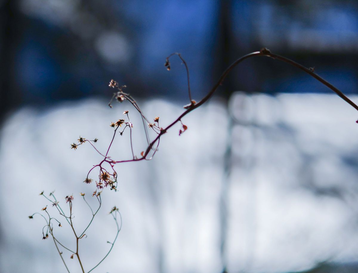 ＊2023/02/02 Winter colors・・・♡ | GANREF