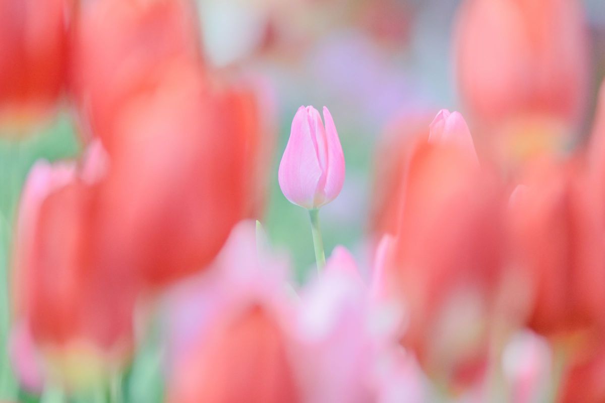 ＊2025/02/28 恋する年頃・・・♡ | GANREF