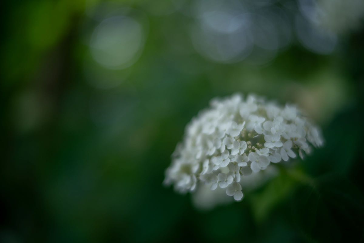 ＊2025/07/04 紫陽花 collection ♡ 06 | GANREF