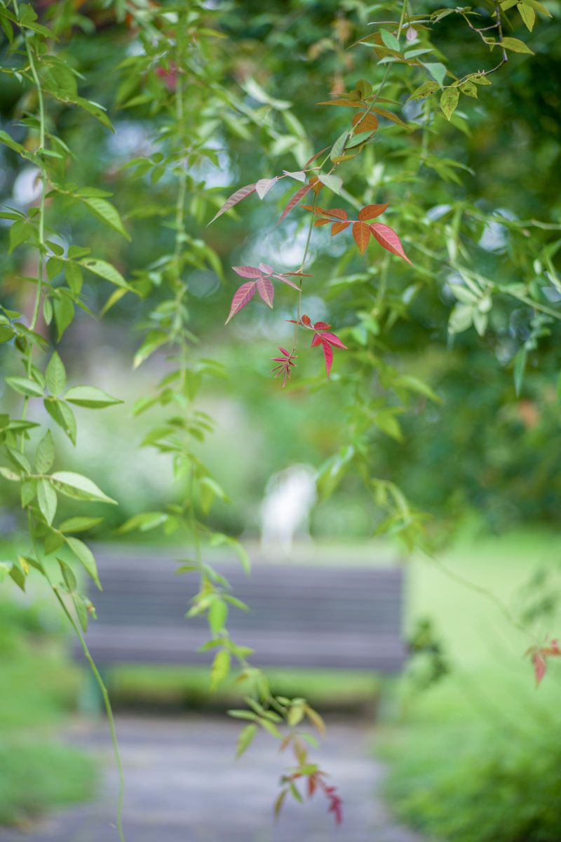 ＊2023/10/02 Rose collection ♡ 20 | GANREF