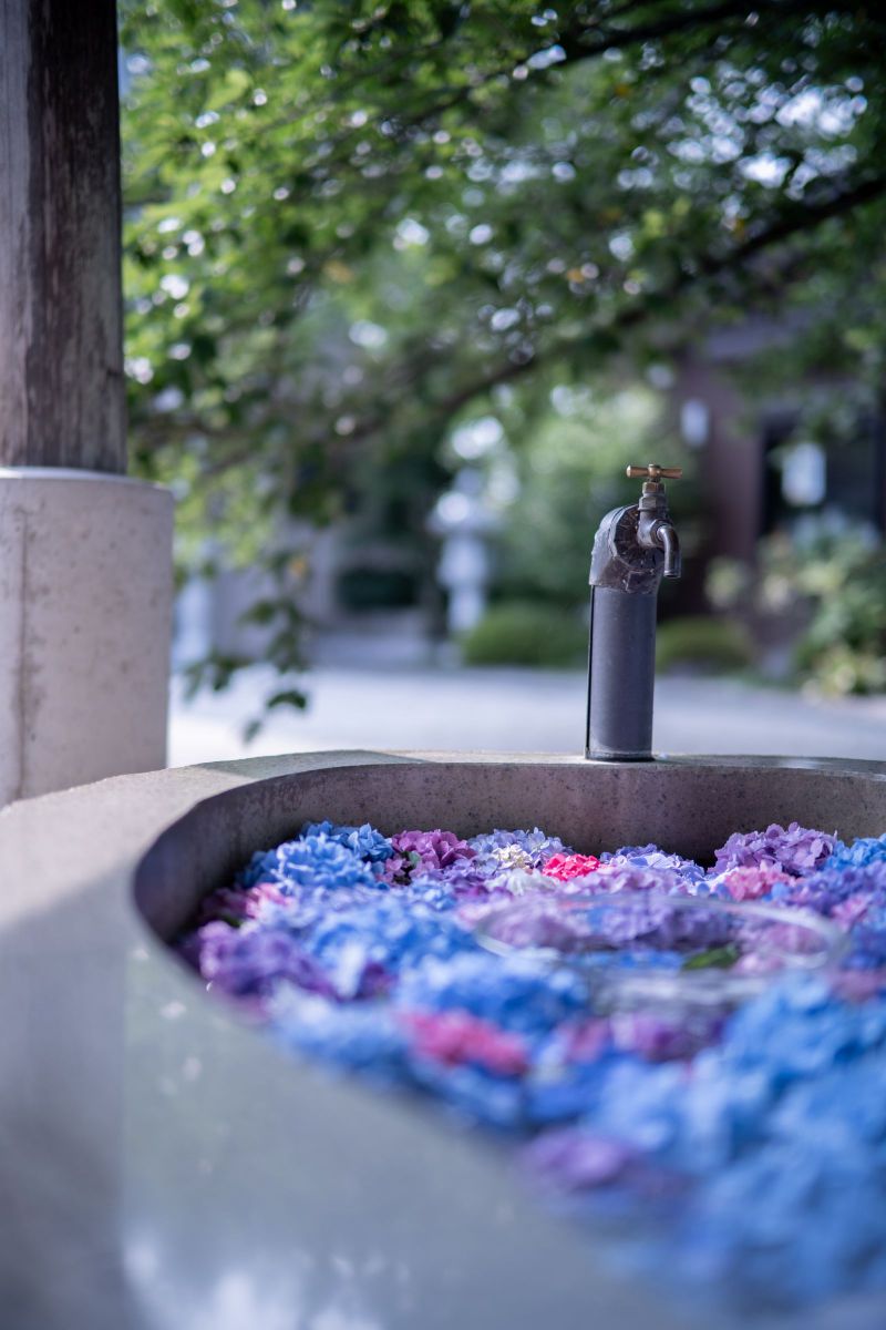 ＊2025/07/03 紫陽花 collection ♡ 05 | GANREF