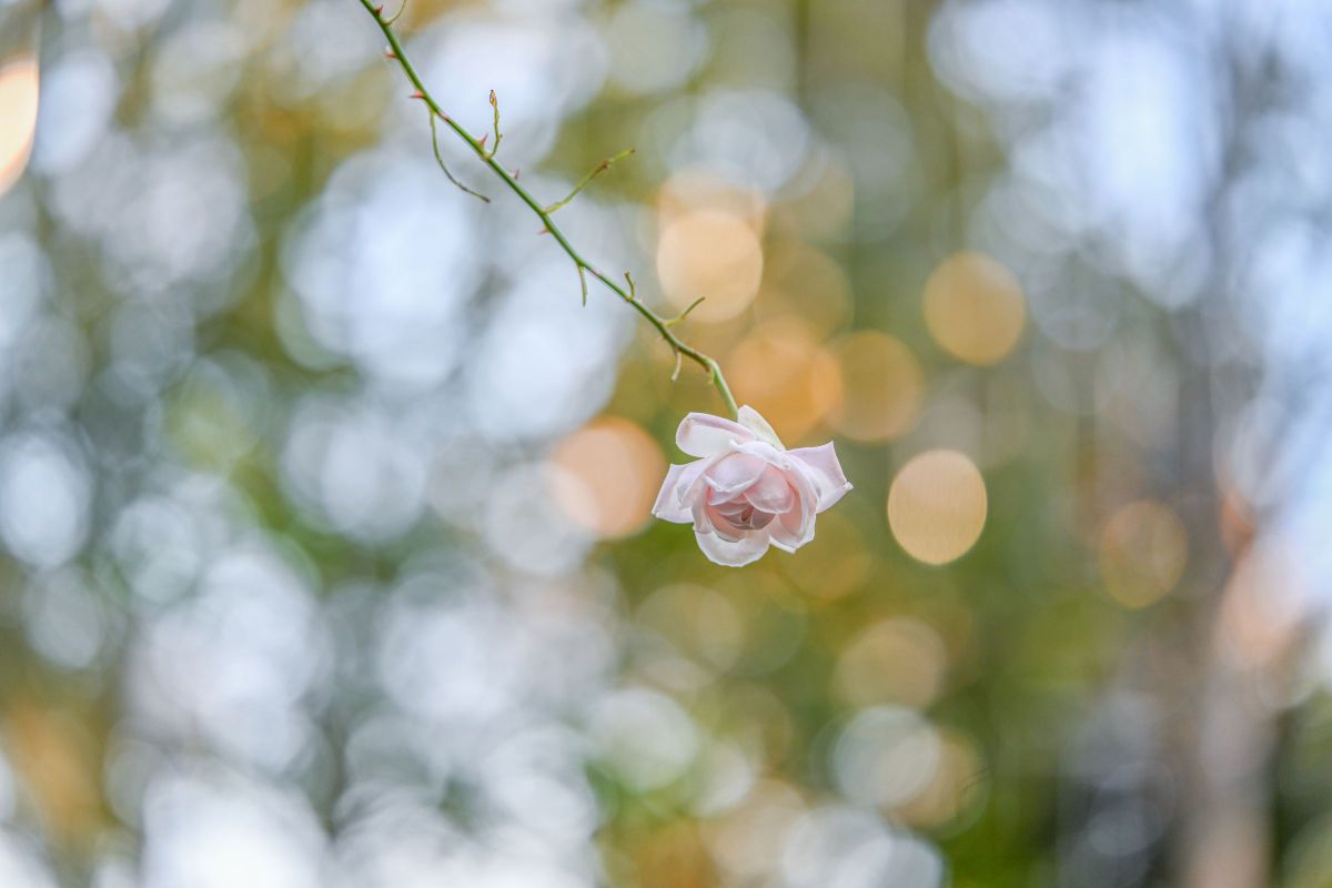 ＊2024/10/25 Rose collection ♡ 20 | GANREF