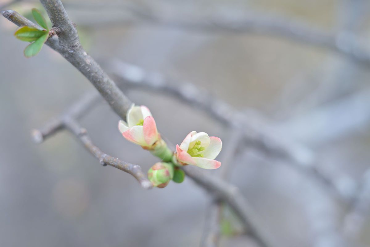 ＊2025/03/29 木瓜・・・♡ | GANREF