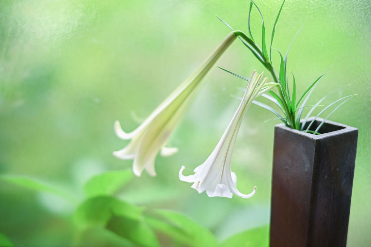 ＊2023/08/24 ほどける・・・♡ | GANREF