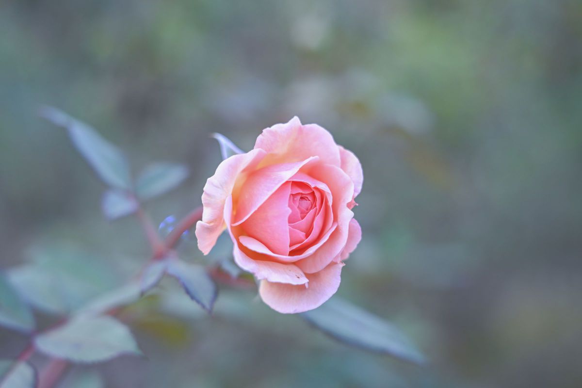 ＊2024/11/09 Rose collection ♡ 24 | GANREF