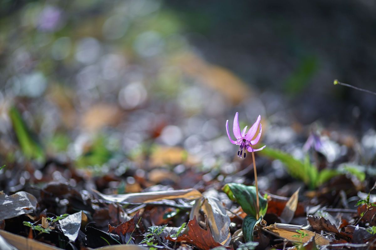 ＊2024/04/05 カタクリ・・・♡ | GANREF