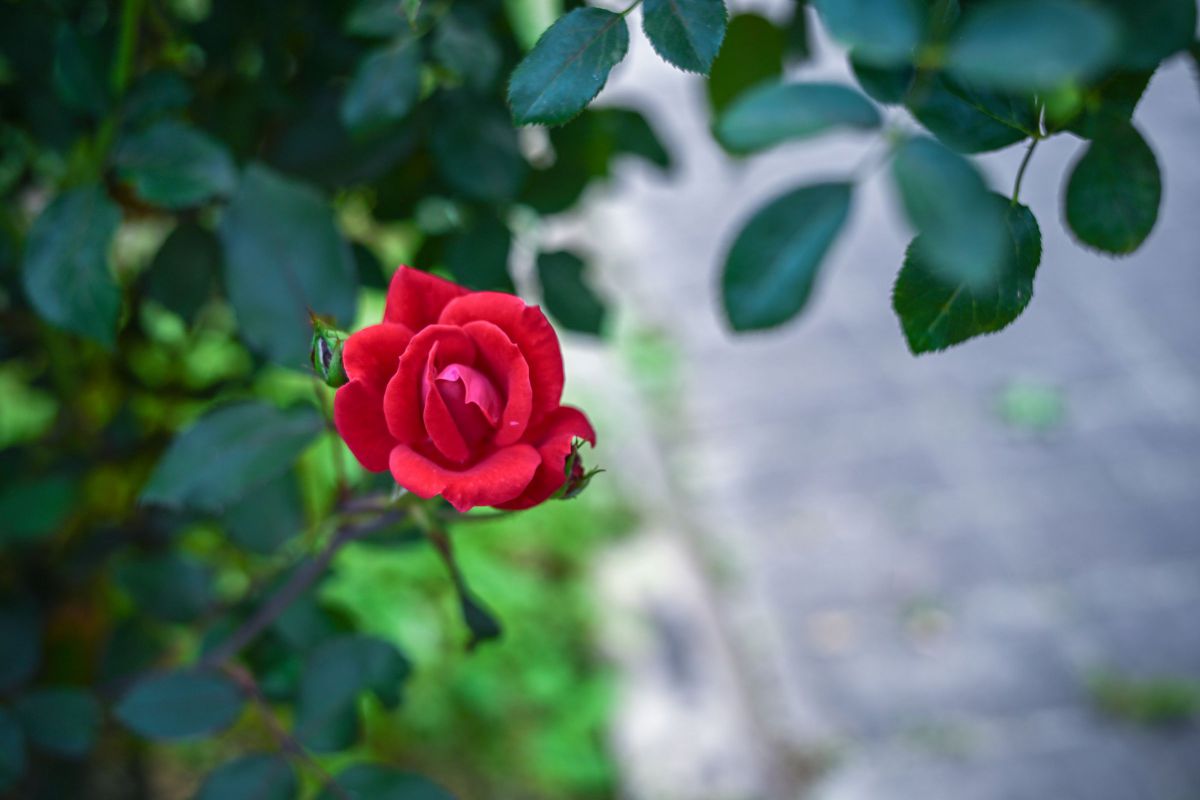 ＊2023/07/06 Rose collection ♡ 14 | GANREF