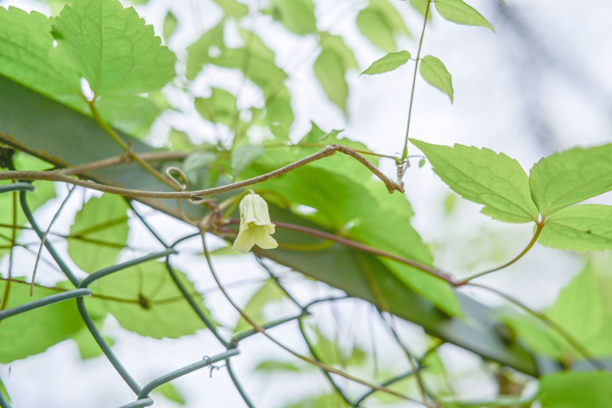 ＊2025/04/28 ♥ fence ♥ | GANREF