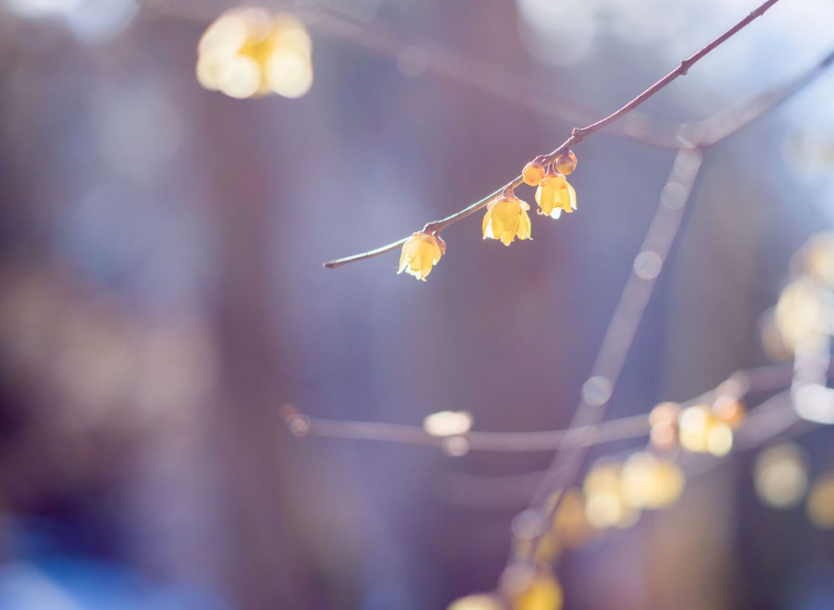 ＊2023/02/17 Winter sweet・・・♡ | GANREF