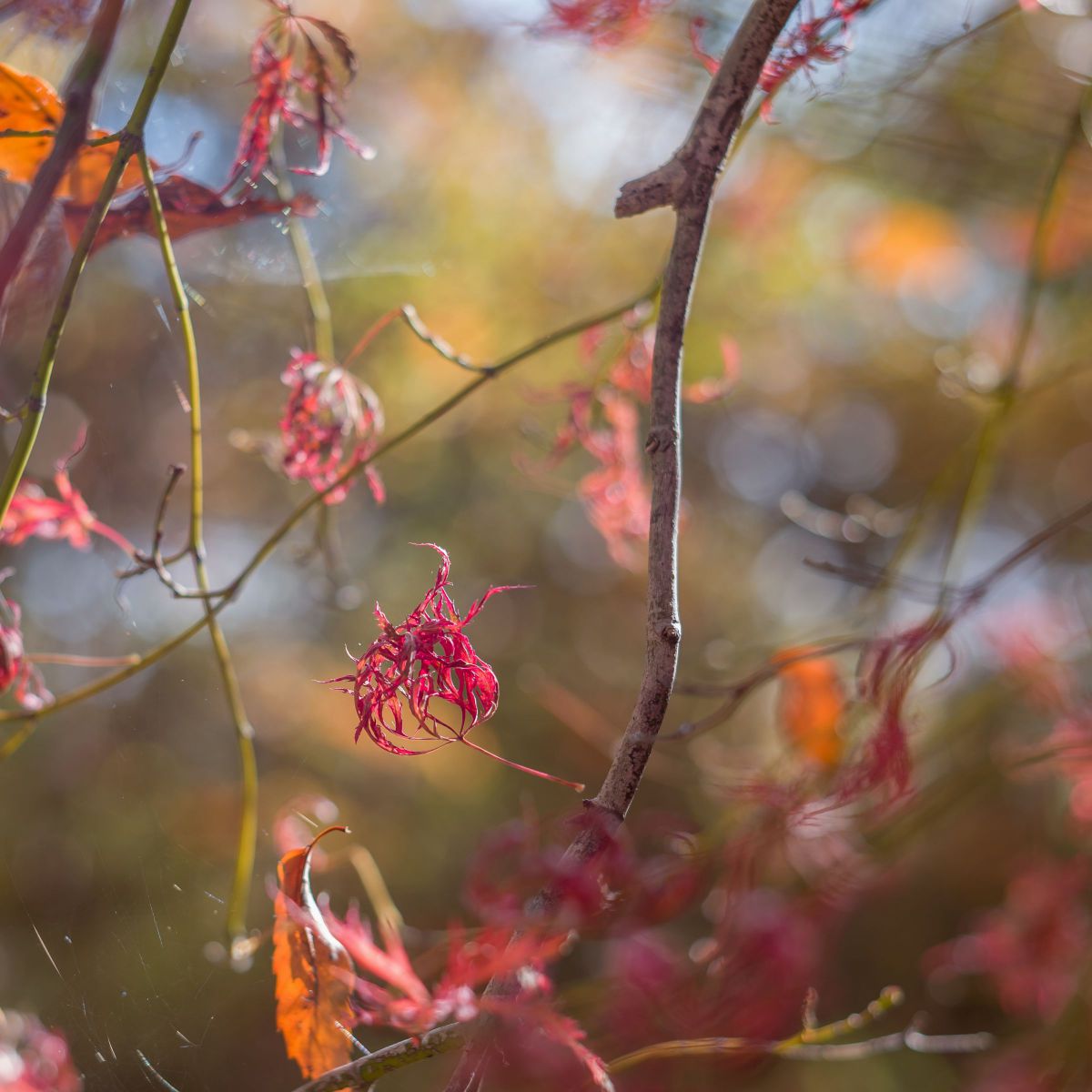 ＊2022/11/11 Autumn colors・・・ | GANREF