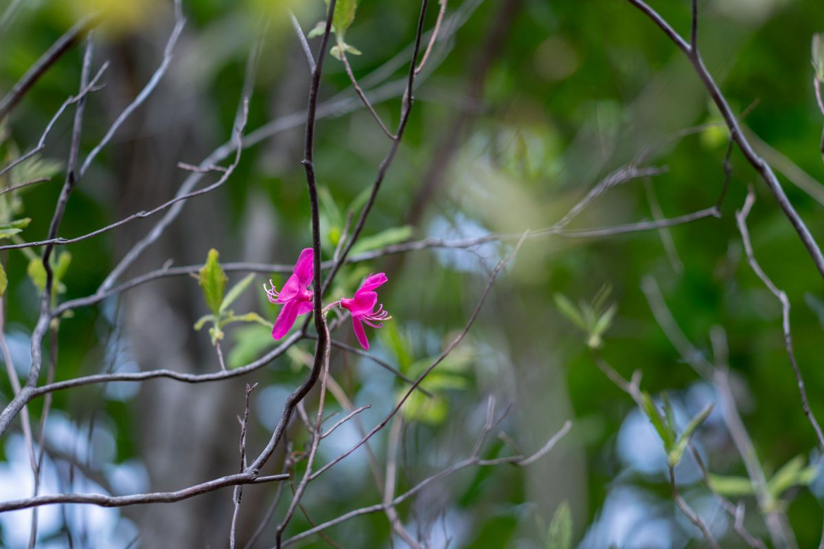 ＊2025/05/05 背中合わせの春・・・♡ | GANREF