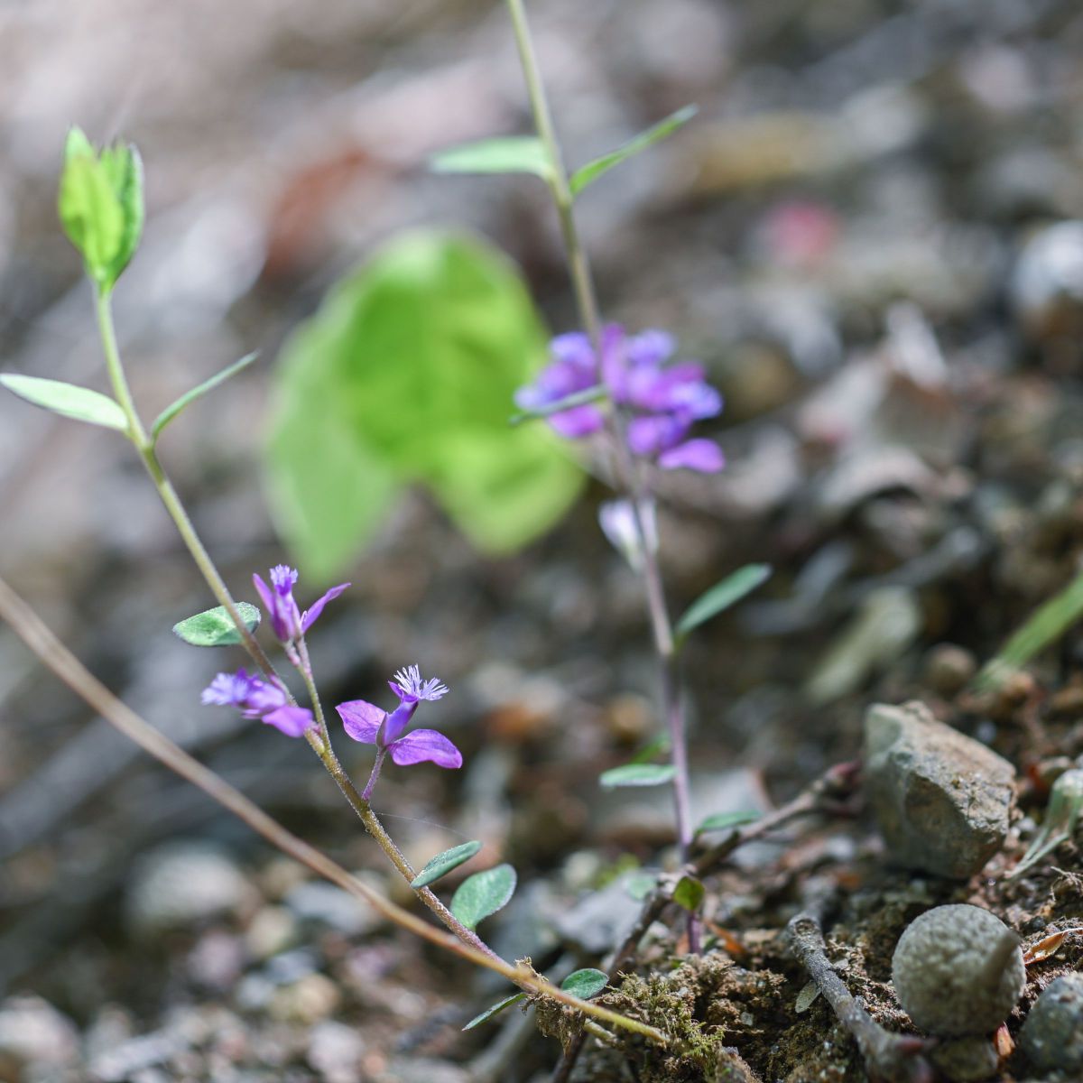 ＊2024/04/29 ヒメハギ・・・♡ | GANREF