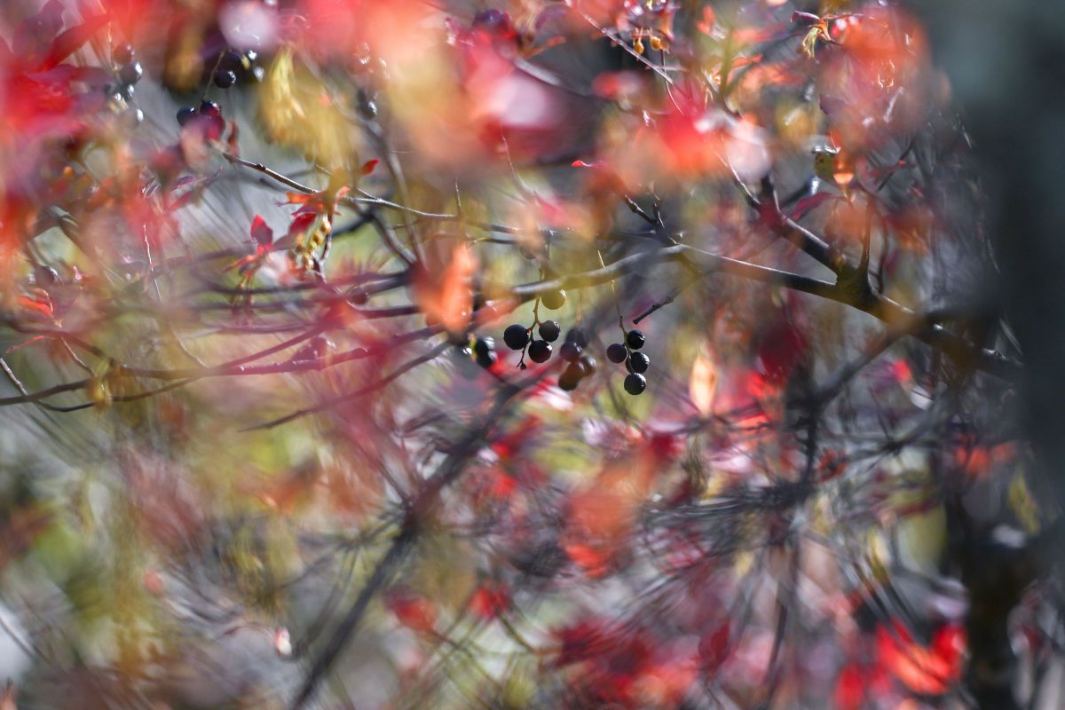 2023/11/09 ☆っぽく・・・♥ | GANREF