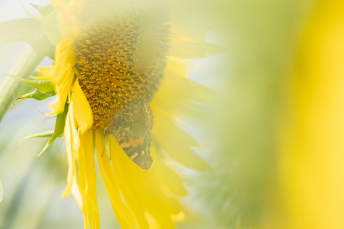 ＊2025/08/08 灼熱・・・♡ | GANREF