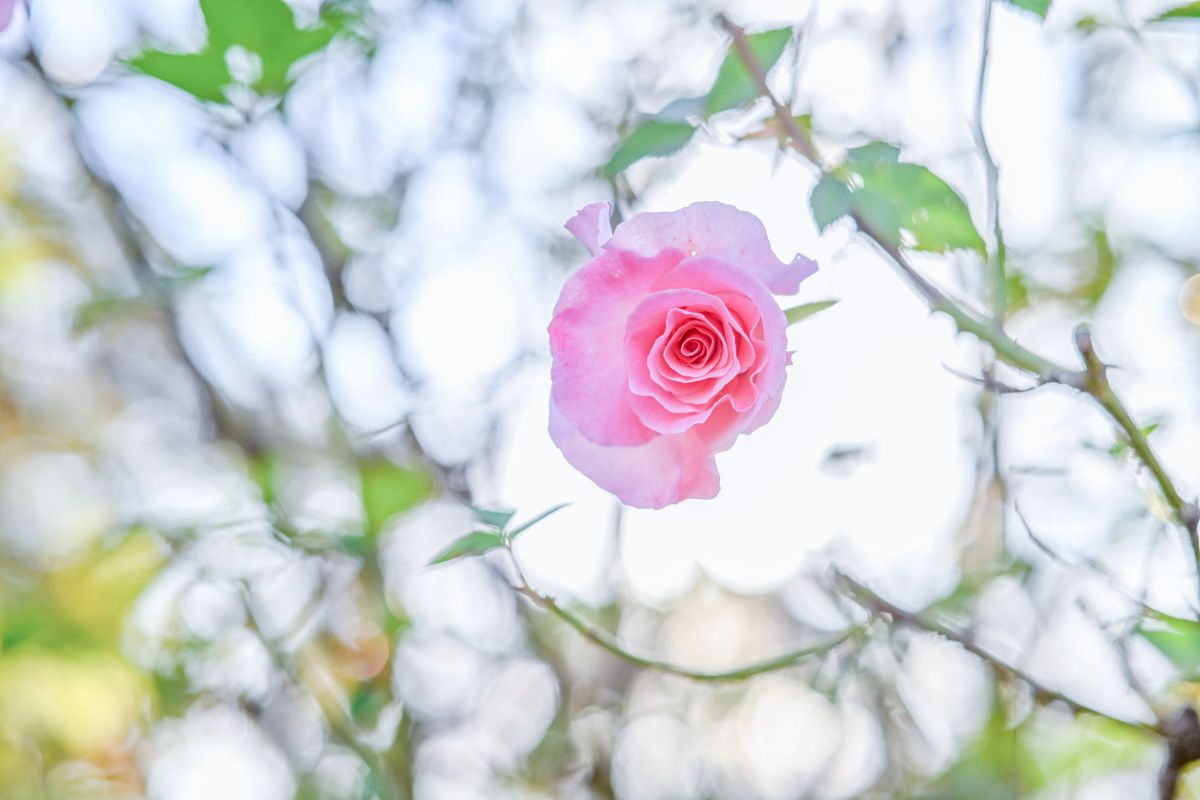 ＊2024/11/12 Rose collection ♡ 28 | GANREF