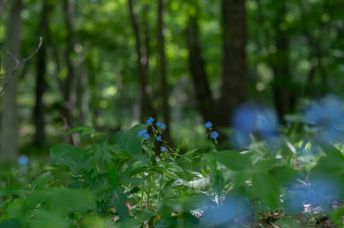 ＊2025/05/21 山瑠璃草・・・♡ | GANREF