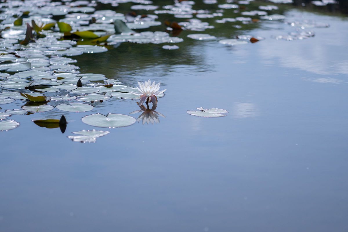 ＊2025/05/19 睡蓮・・・♡ | GANREF