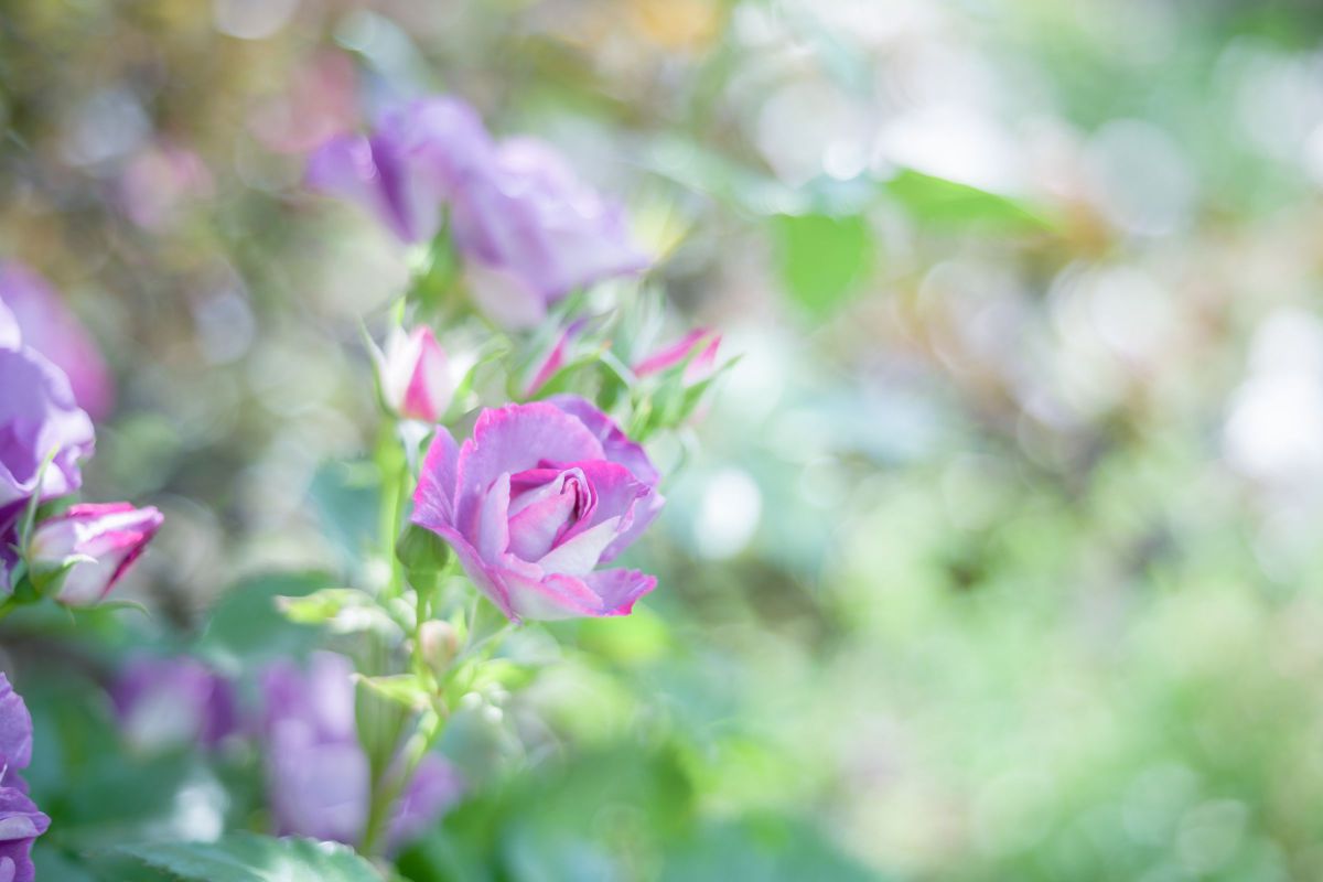 ＊2023/06/01 Rose collection ♡ 02 | GANREF