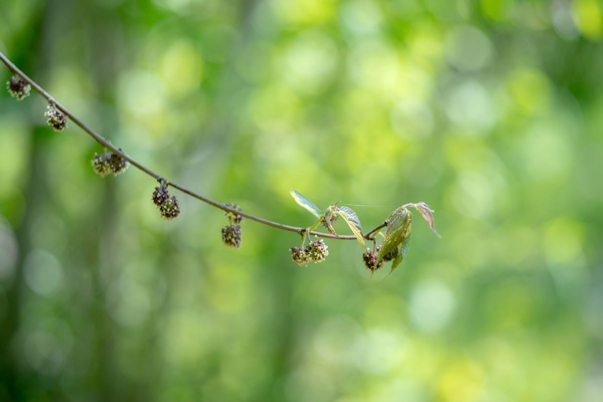 ＊2025/05/13 えへん虫・・・(^^♪ | GANREF