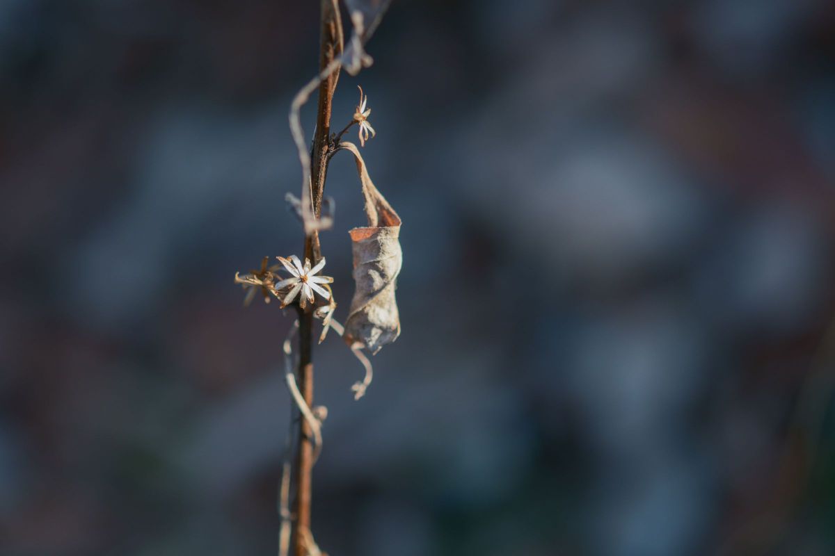 ＊2025/02/01 枯れて・・・♡ | GANREF