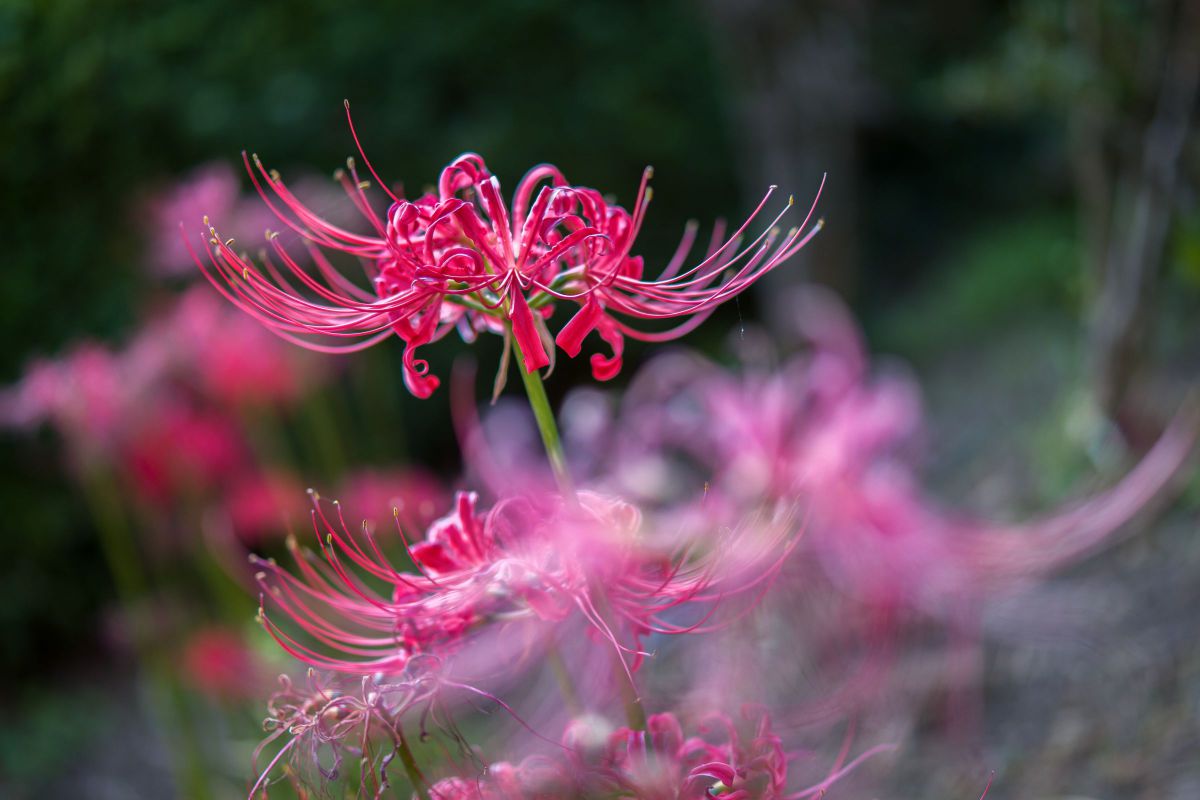 *2022/10/02 彼岸花・・・♡ | GANREF