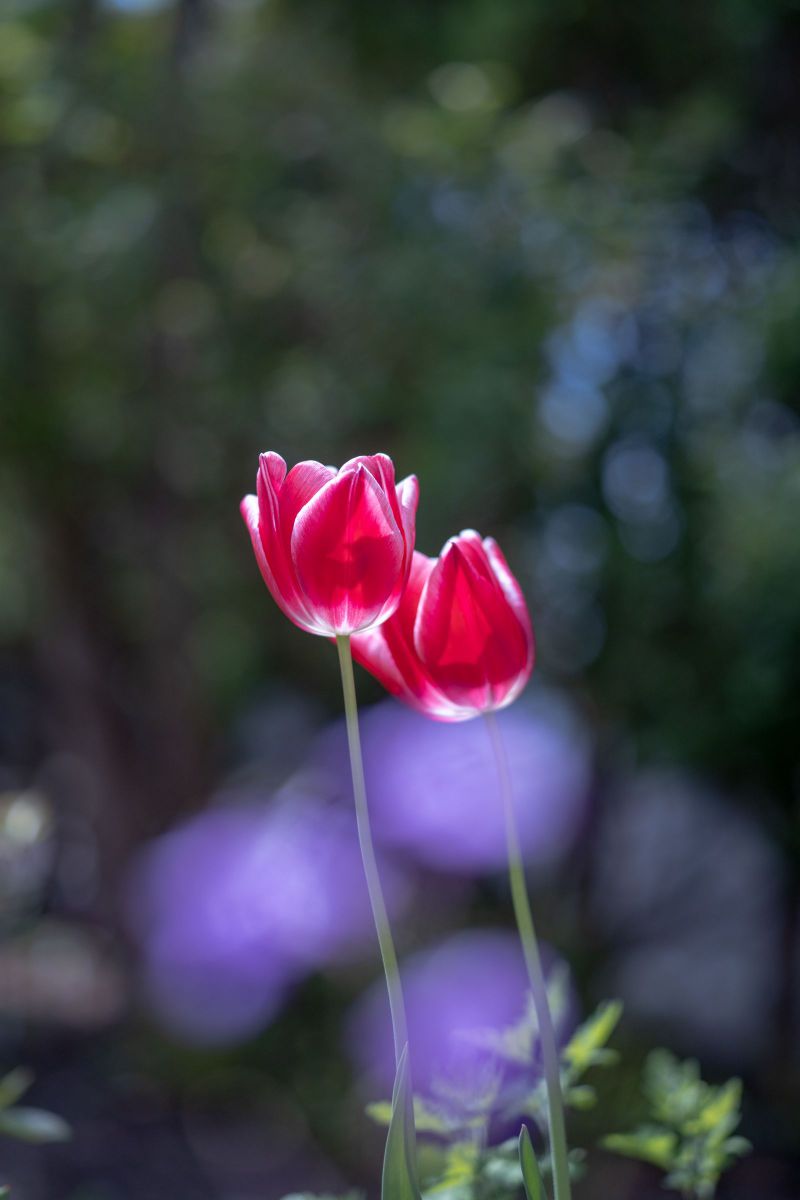 ＊2025/05/03 うちの庭にも春・・・♡ | GANREF