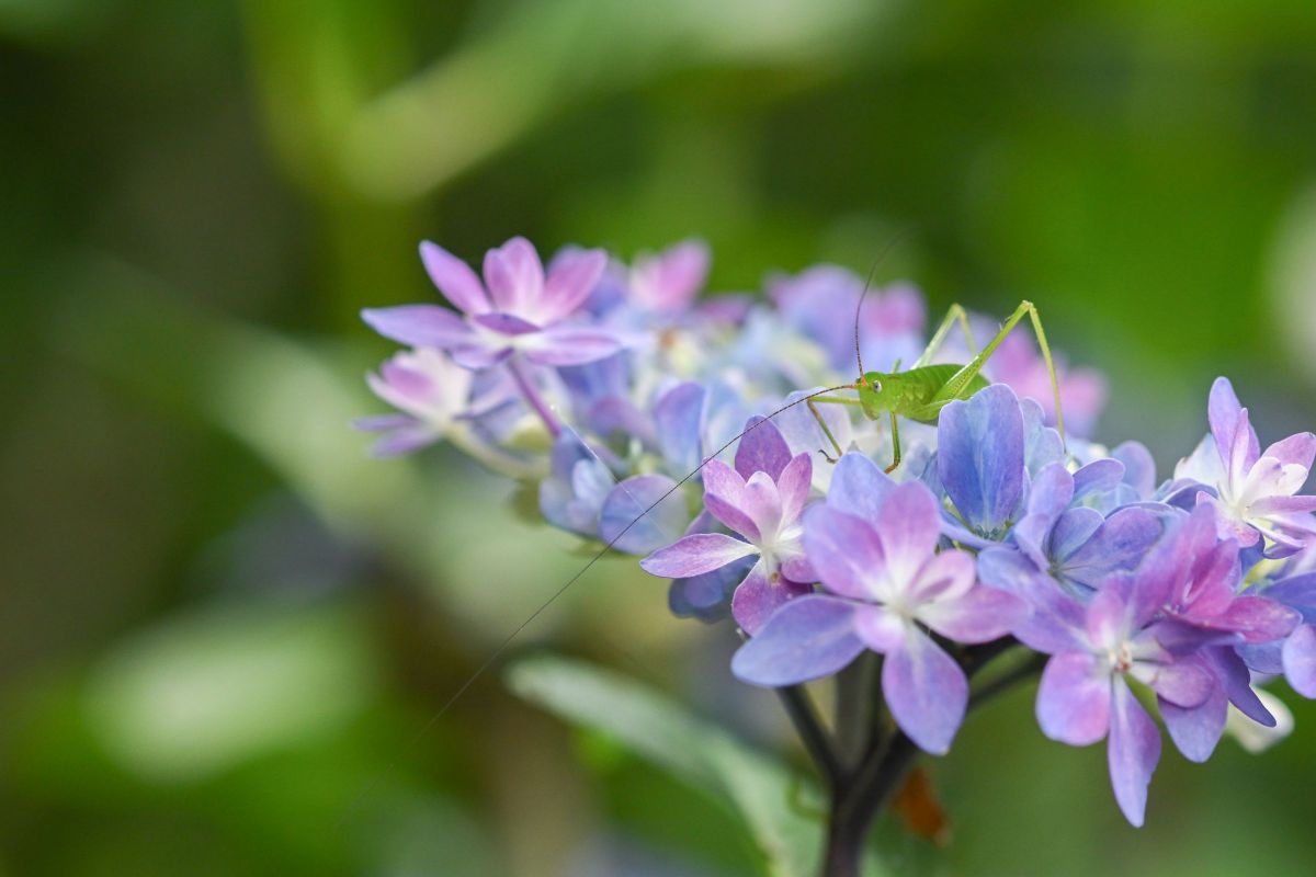 ＊2024/06/26 紫陽花 collection ♡ 07 | GANREF