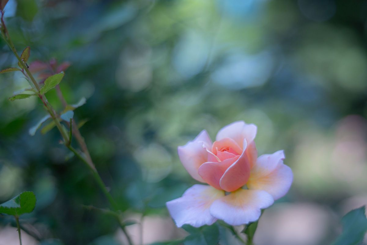 ＊2025/06/13 Rose collection ♡ 17 | GANREF