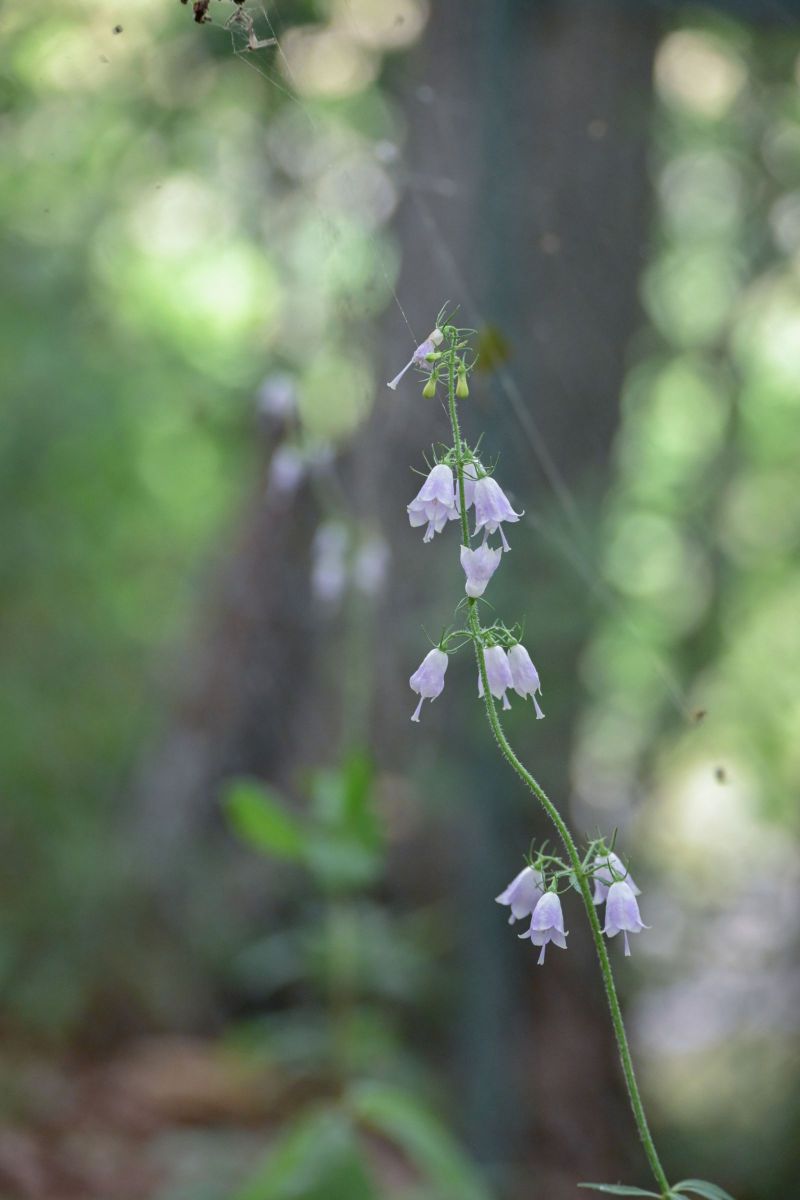 ＊2024/08/10 ツリガネニンジン・・・♡ | GANREF