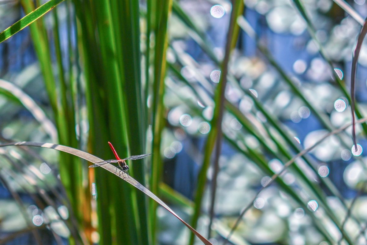 ＊2024/10/02 赤とんぼ・・・♡ | GANREF