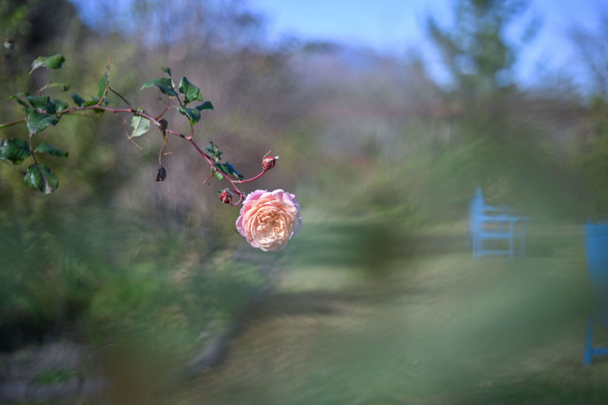 ＊2023/11/09 Rose collection ♡ 30 | GANREF