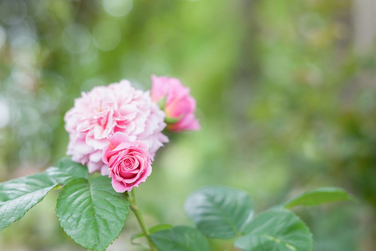 ＊2023/06/08 Rose collection ♡ 07 | GANREF