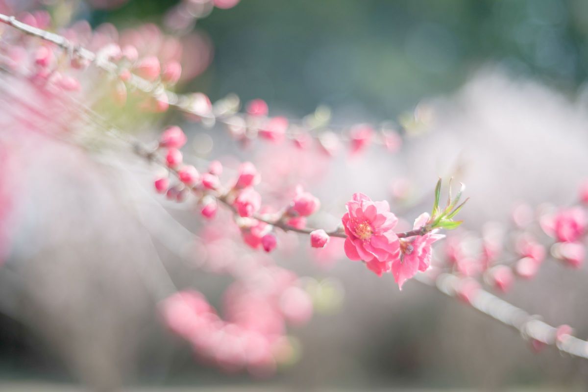 ＊2023/03/31 ふわり桃色・・・♡ | GANREF