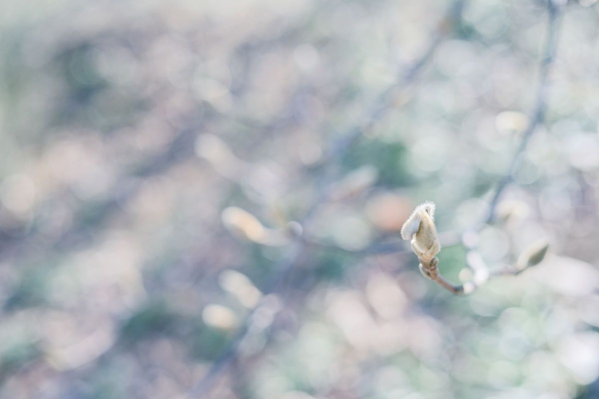 ＊2025/02/25 ひと皮剥ける・・・？ | GANREF