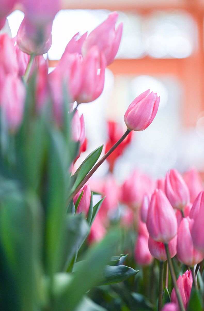 ＊2024/01/31 Pink・・・♡ | GANREF