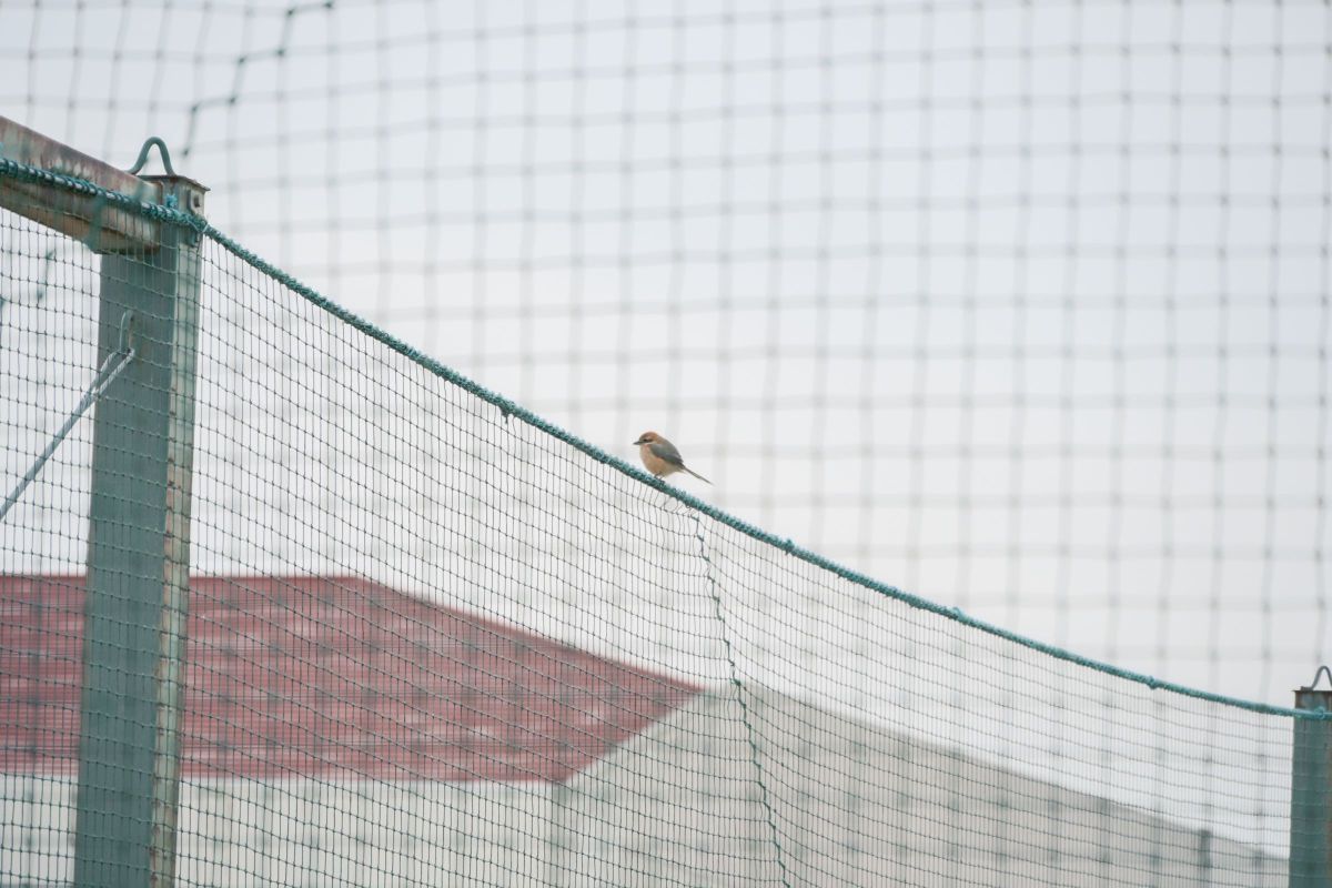 ＊2025/03/04 ♥ net ♥ | GANREF