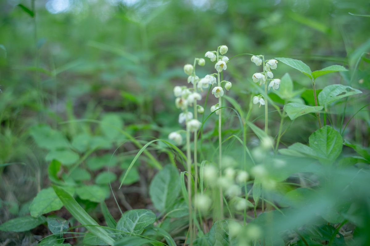 ＊2025/06/09 恥じらいながら・・・♡ | GANREF