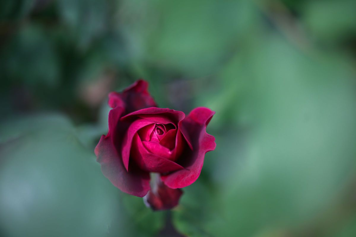 ＊2024/05/30 Rose collection ♡ 02 | GANREF