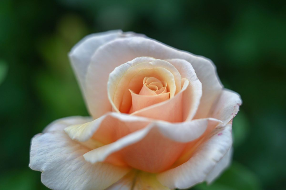 ＊2024/06/07 Rose collection ♡ 10 | GANREF