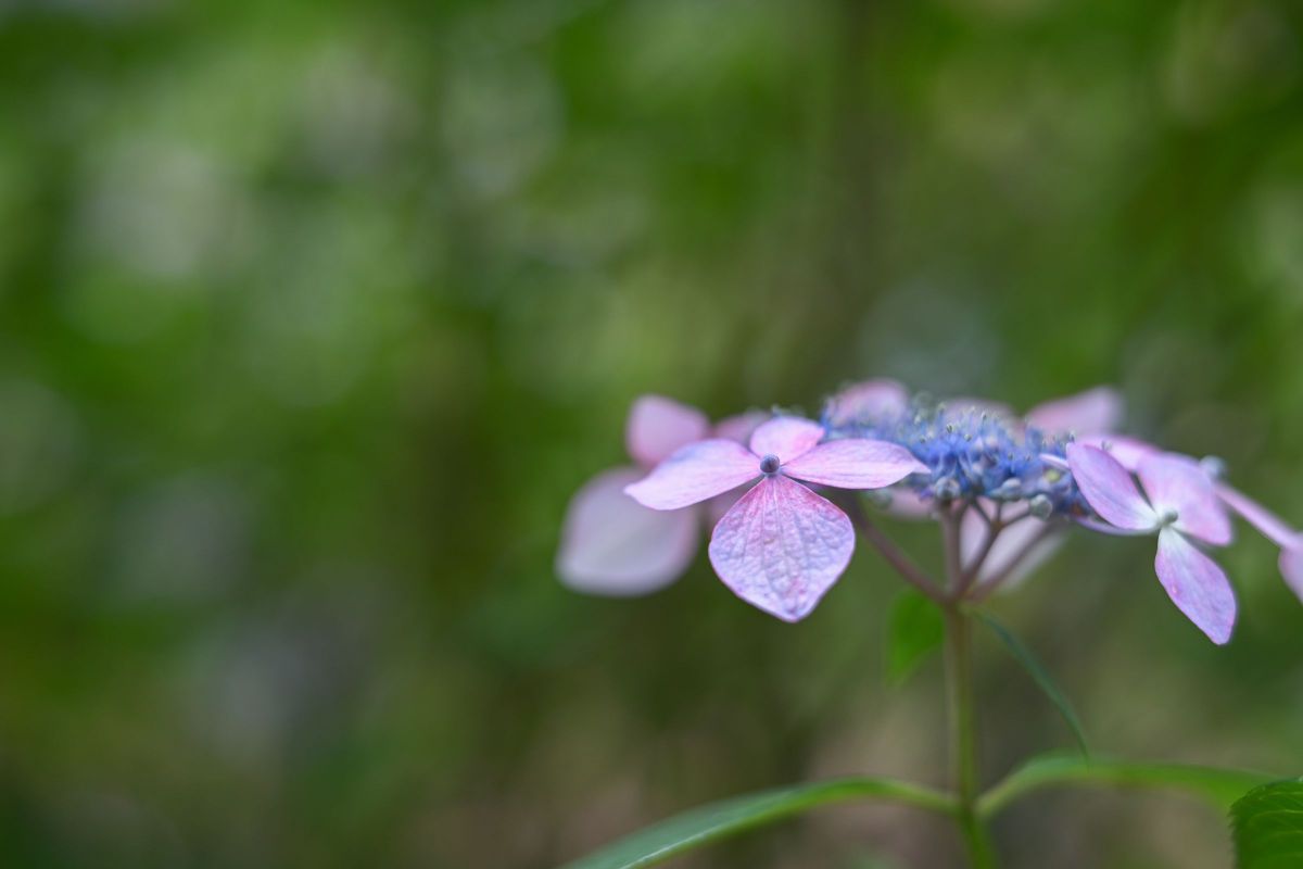 ＊2024/06/26 紫陽花 collection ♡ 06 | GANREF