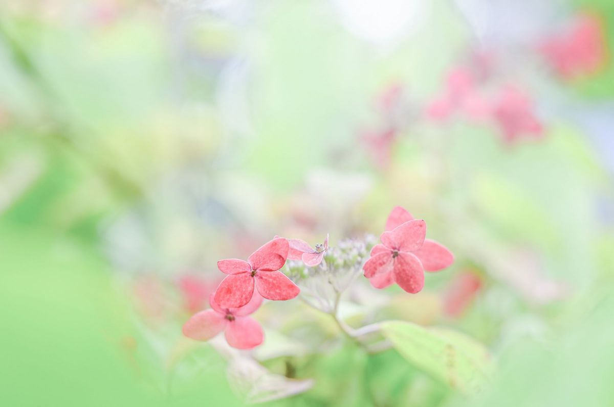 ＊2023/07/24 紫陽花 collection ♡ 10 | GANREF