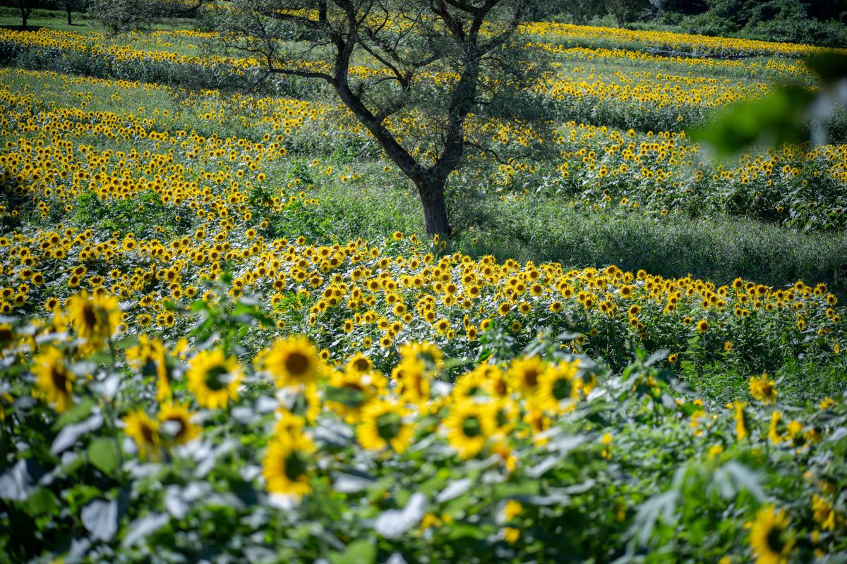 ＊2025/08/08 押し寄せる・・・♡ | GANREF