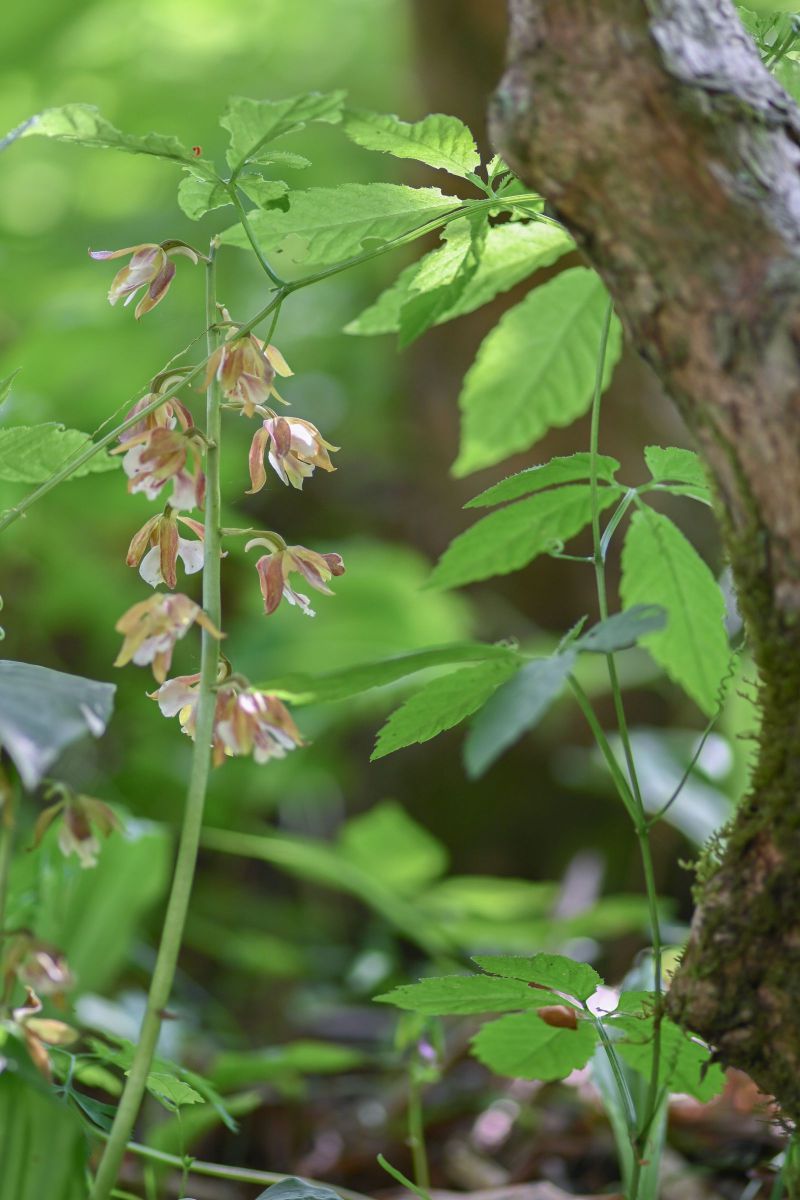 ＊2024/05/23 エビネ・・・♡ | GANREF