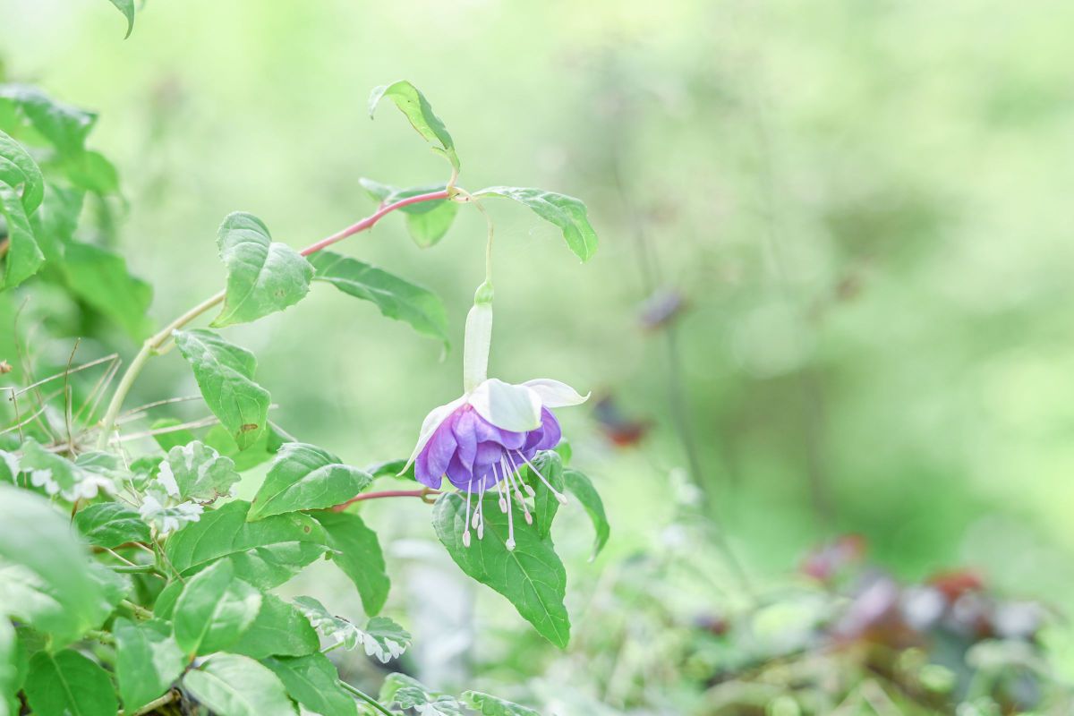 ＊2023/07/24 フクシア・・・♡ | GANREF