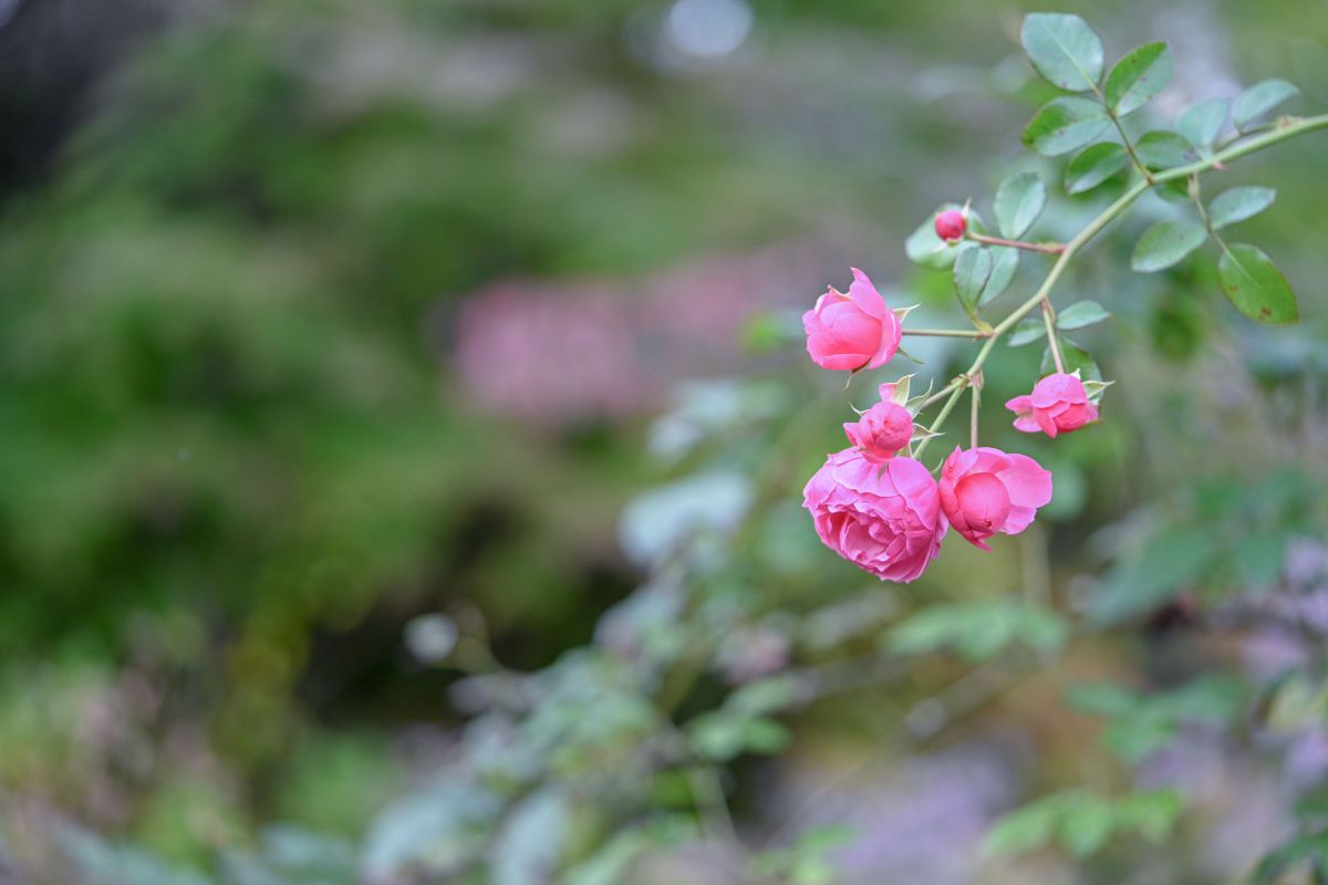 ＊2024/10/26 Rose collection ♡ 22 | GANREF