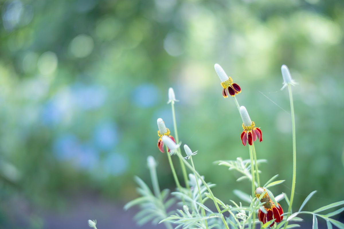 ＊2025/07/03 不思議ちゃん・・・♡ | GANREF