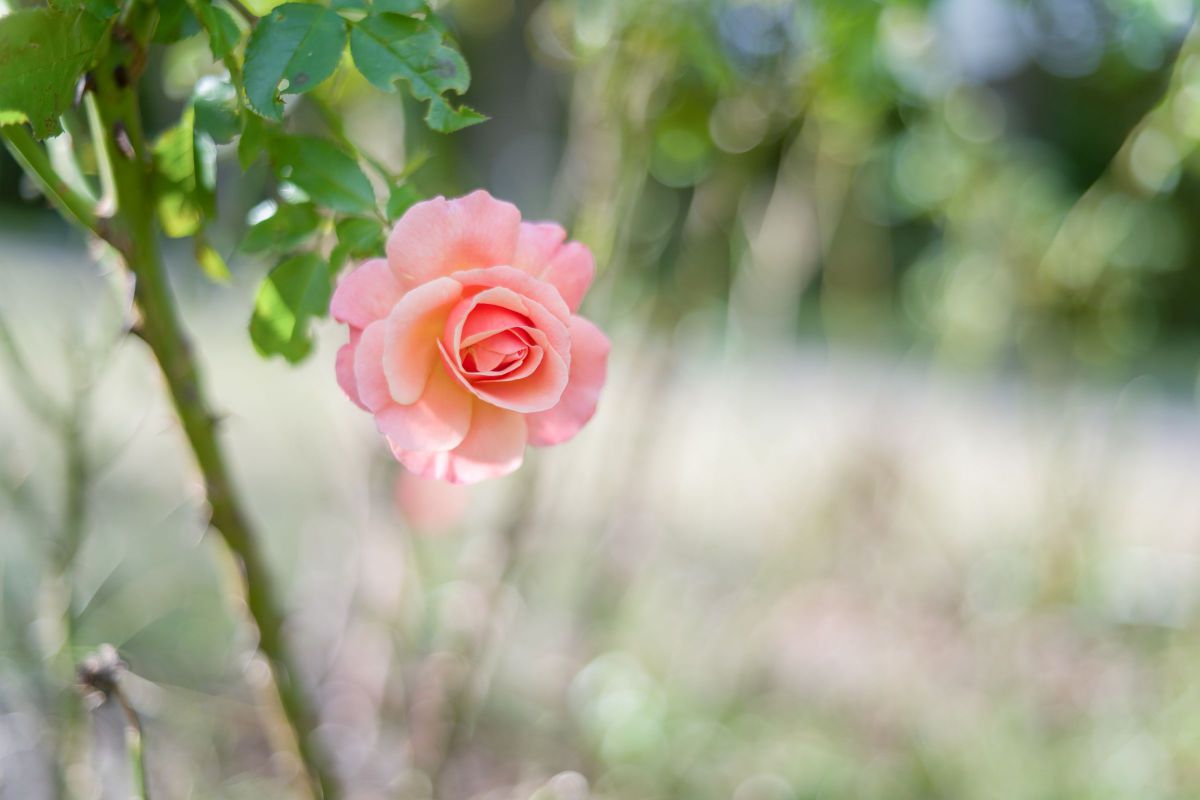 ＊2022/10/21 Rose collection ♡ 2022-15 | GANREF